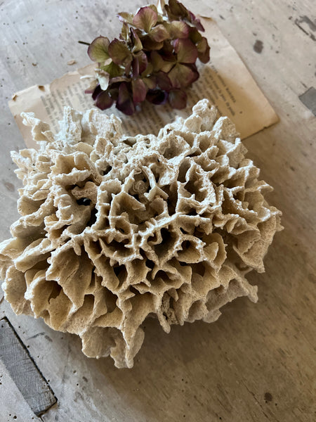 Large Piece of Vintage Coral – Ivy Joan Home